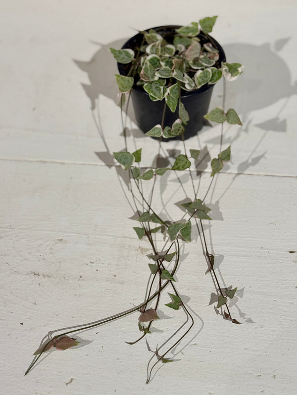 String of Arrows Variegated - 3.5" - Living Fresh Home Goods + Flower Shop